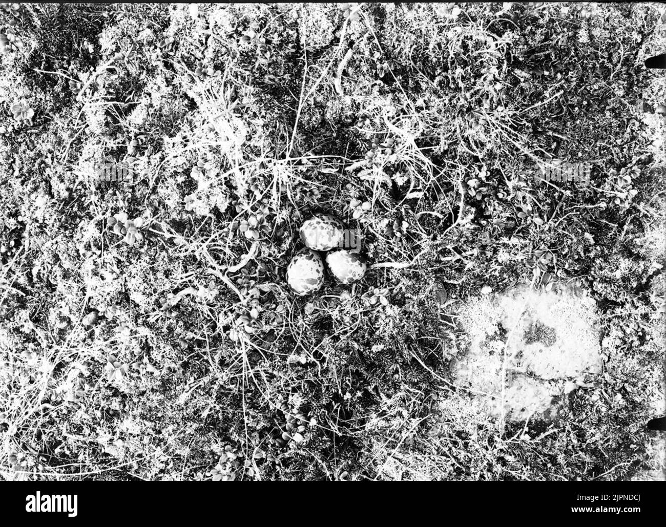 Stay by Dalripa (Fjällripa) Bo av dalripa (fjällripa Stock Photo - Alamy