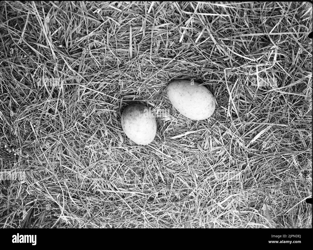 Stay by Trana Bo av trana Stock Photo - Alamy