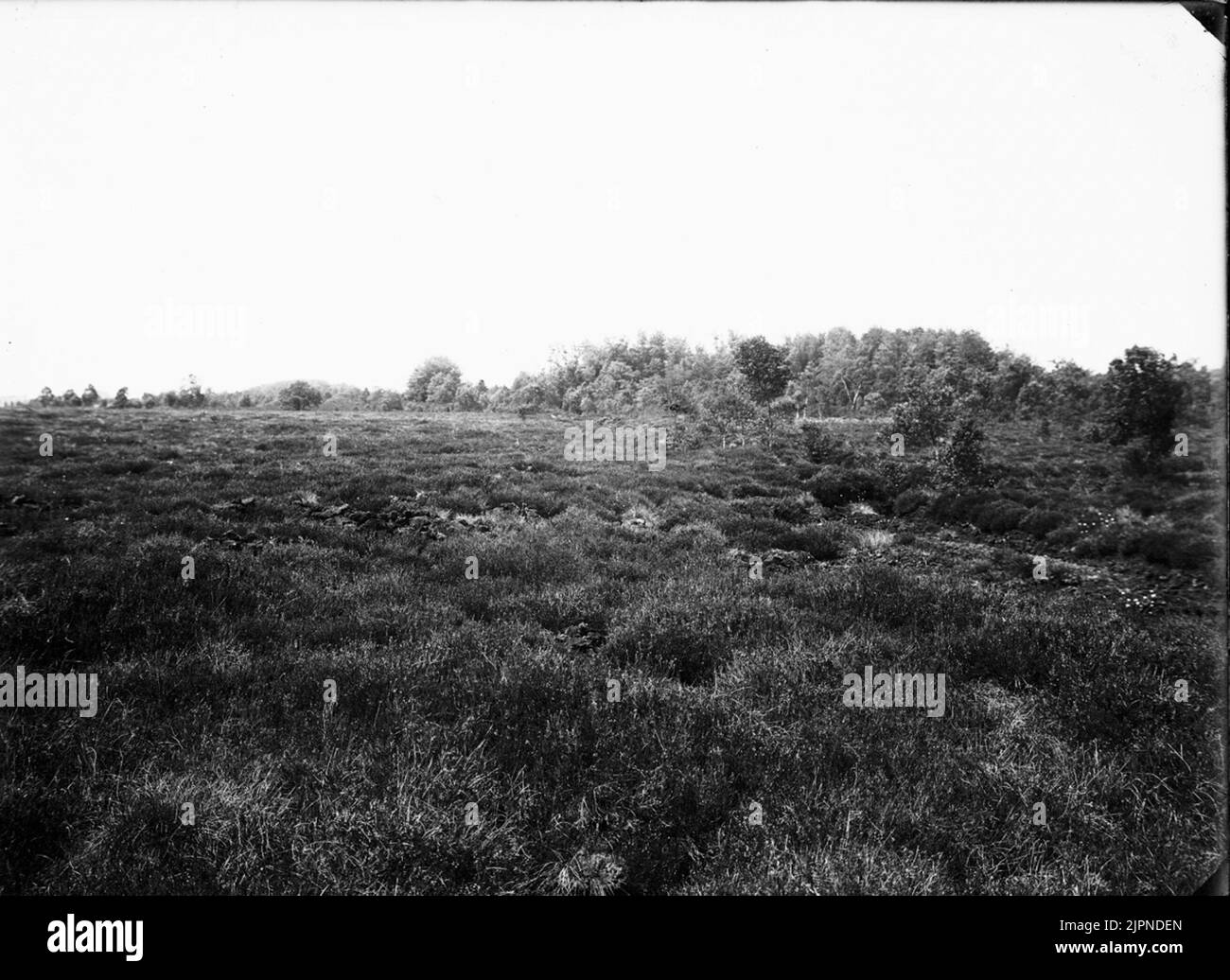 Biotope for birds and insects hi-res stock photography and images - Alamy