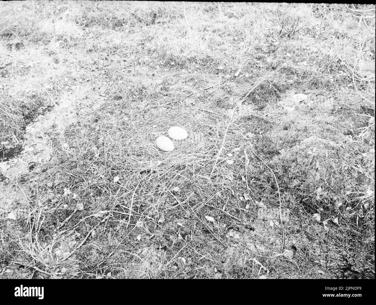 Residence for crane Boplats för trana Stock Photo - Alamy