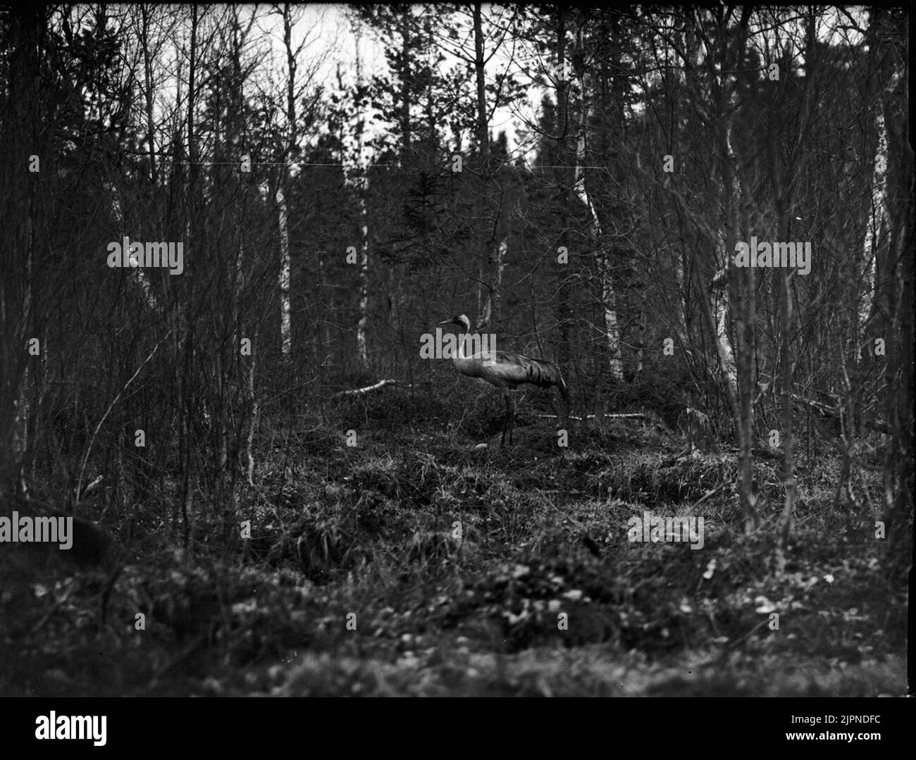 Trana at the nest Trana vid boet Stock Photo - Alamy