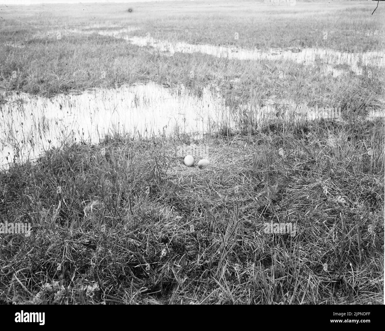 Residence for crane Boplats för trana Stock Photo - Alamy