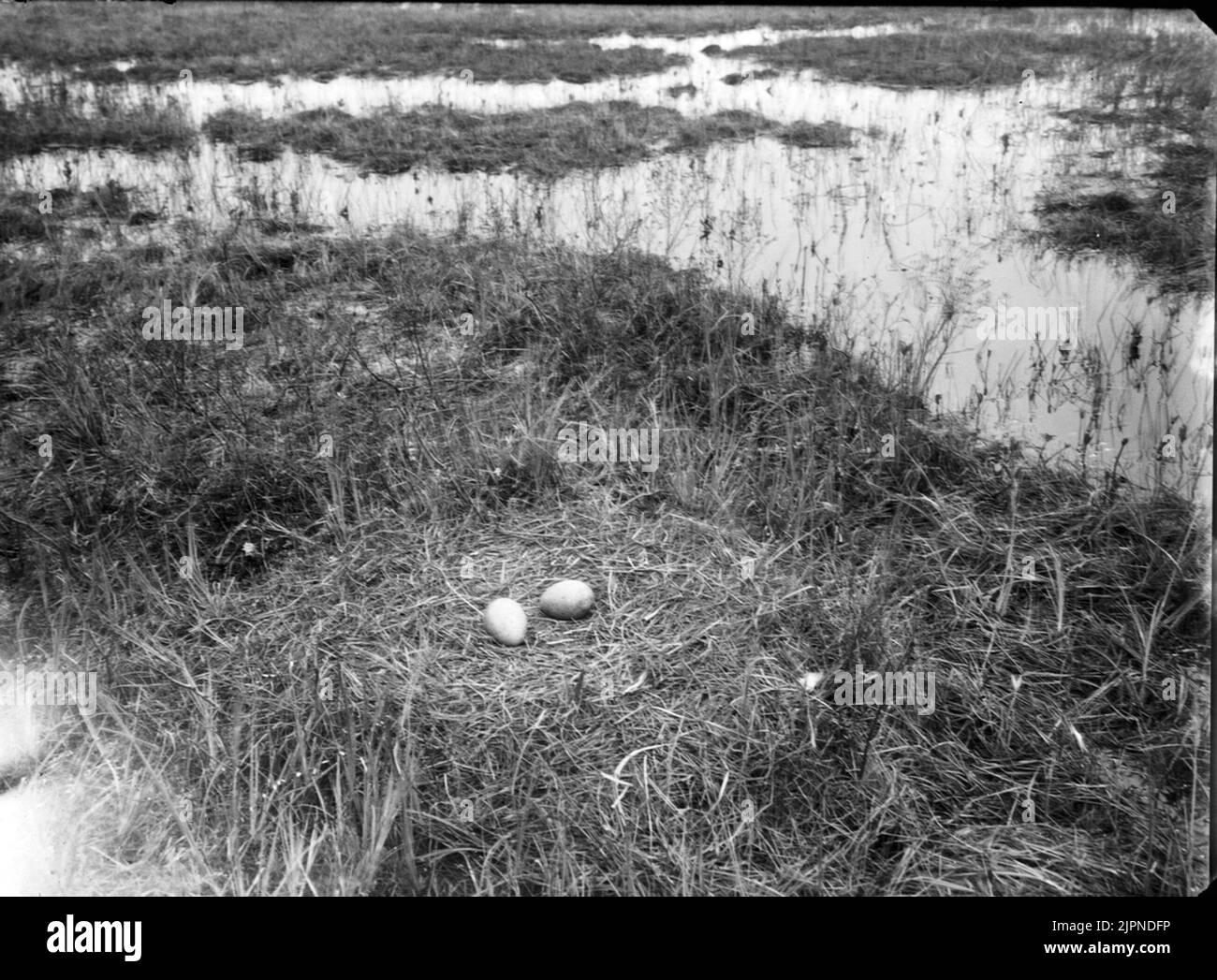 Residence for crane Boplats för trana Stock Photo - Alamy