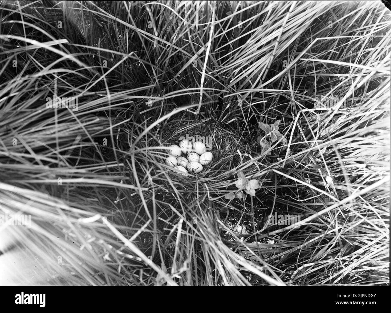 Rall Black and White Stock Photos & Images - Alamy