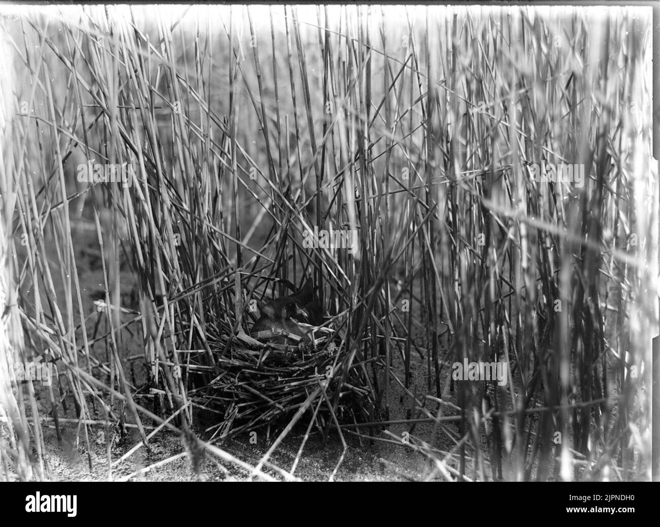 The pipe hen in the nest Rörhöna i boet Stock Photo - Alamy