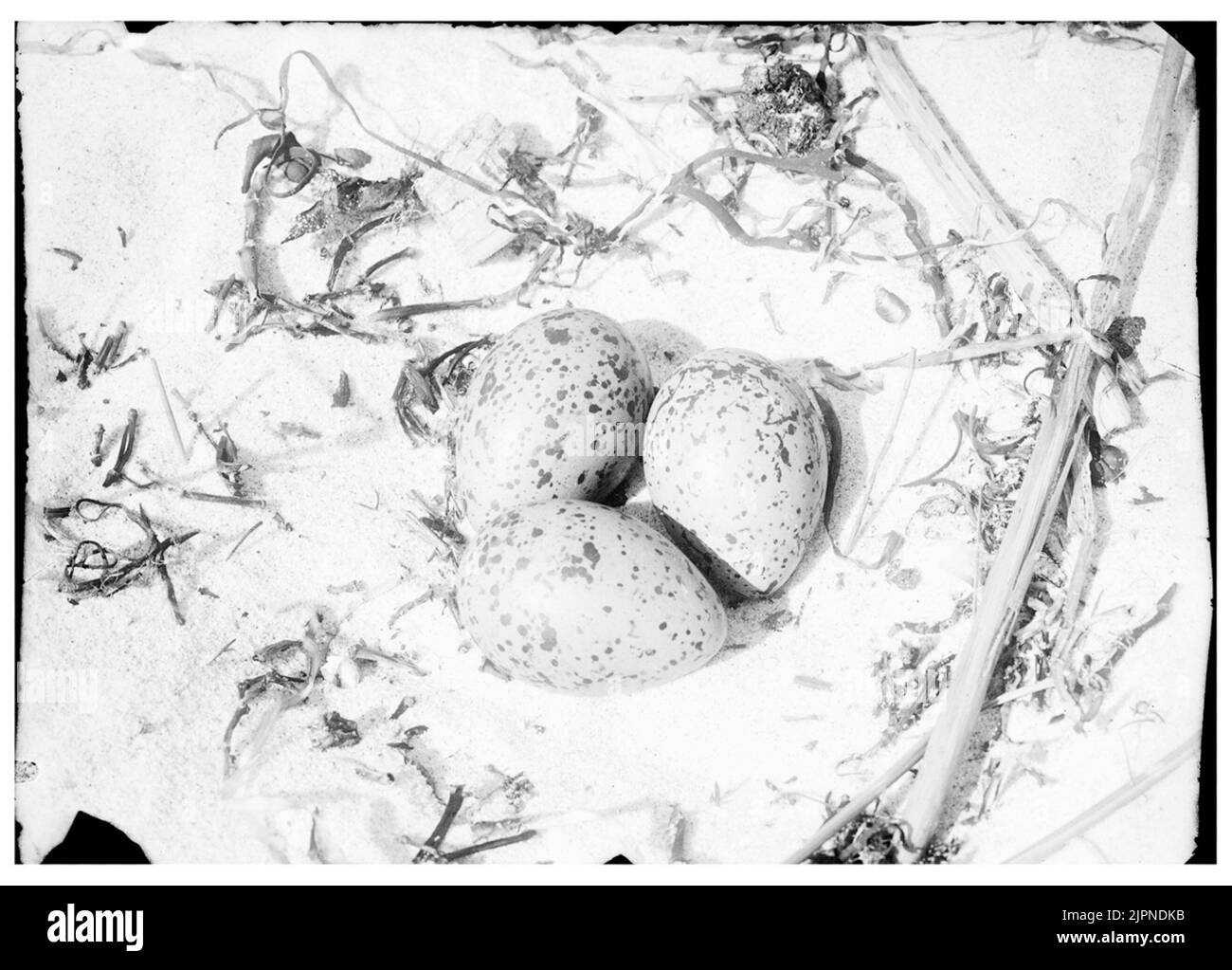 Beach bo Cut Out Stock Images & Pictures - Alamy