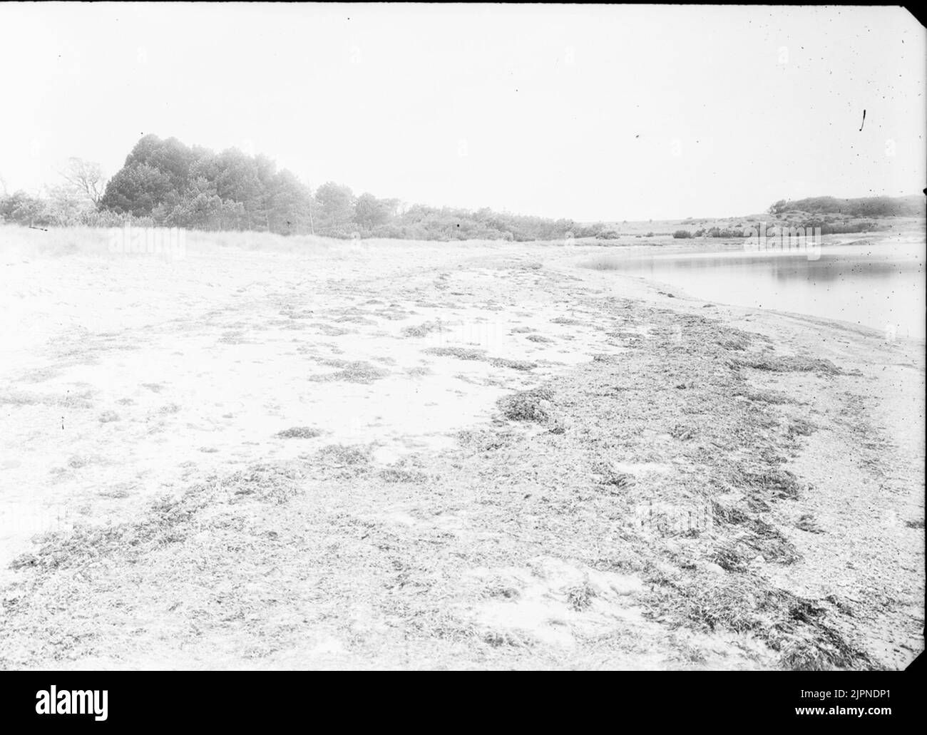 Biotope for the smaller beach piper Biotop för mindre strandpiparen ...