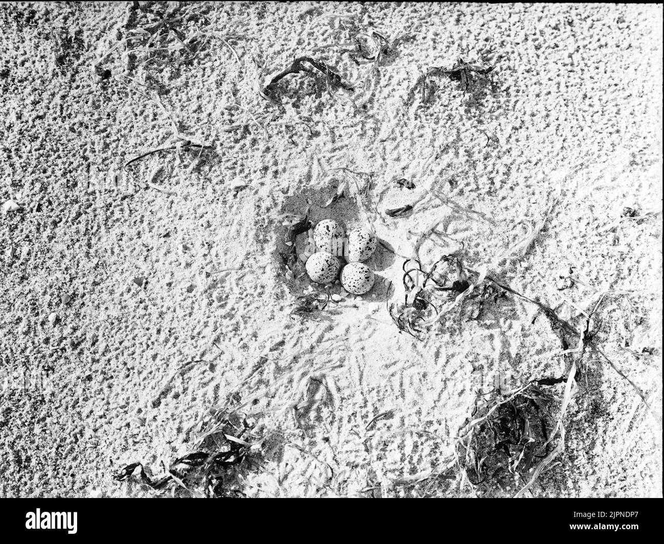 Piper species Black and White Stock Photos & Images - Alamy