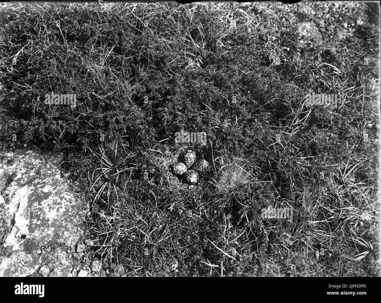 Stay by Ljungpipare Bo av ljungpipare Stock Photo - Alamy