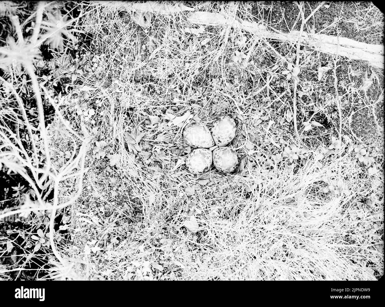 Stay by Ljungpipare Bo av ljungpipare Stock Photo - Alamy