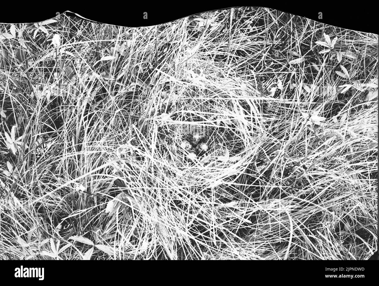 Stay of single -backed Bo av enkelbeckasin Stock Photo - Alamy