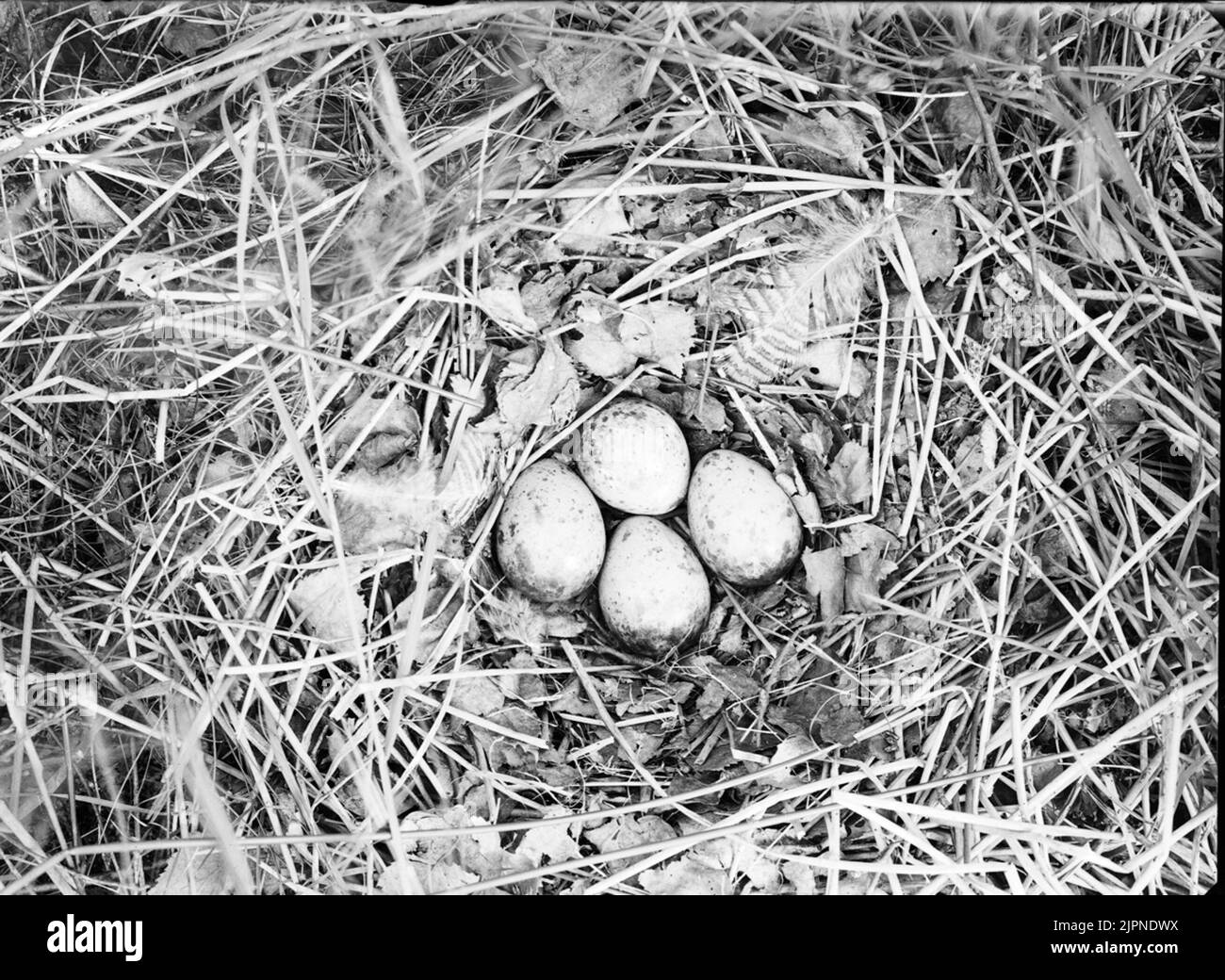 Stay by Morkulla Bo av morkulla Stock Photo - Alamy