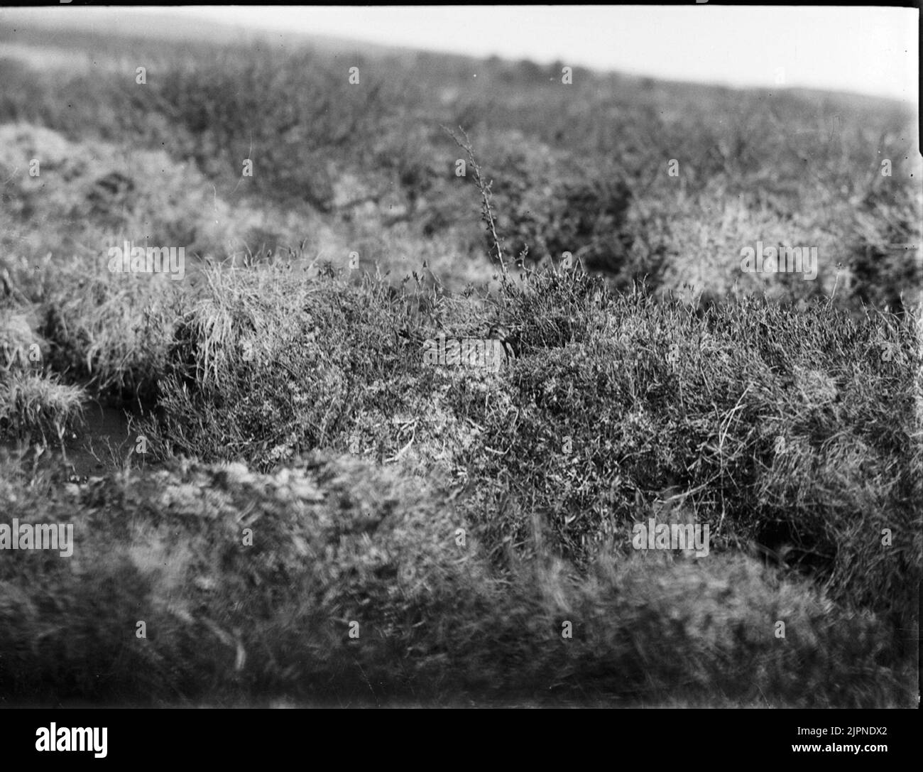 Roughening hi-res stock photography and images - Alamy