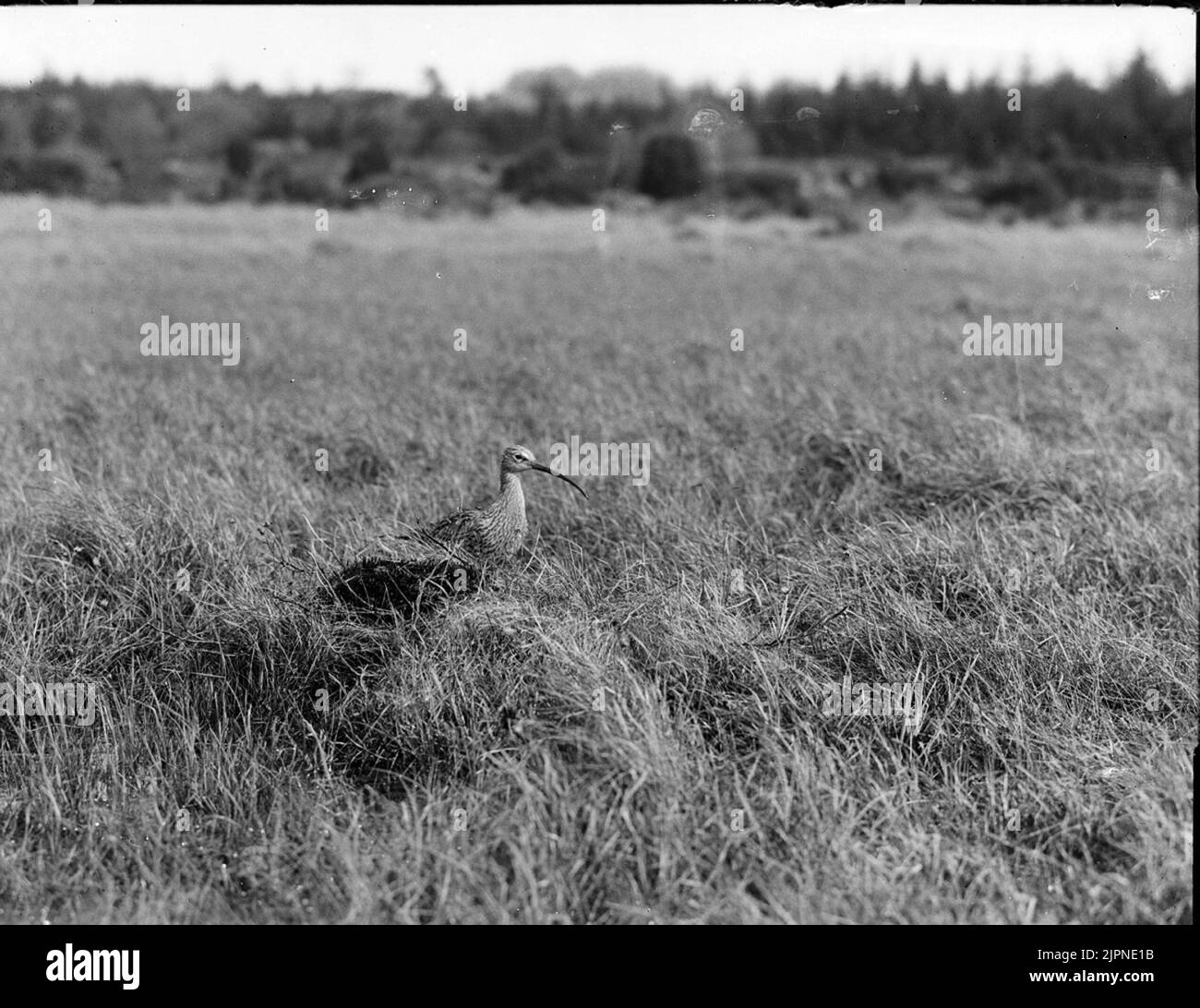 Common urban species Black and White Stock Photos & Images - Alamy