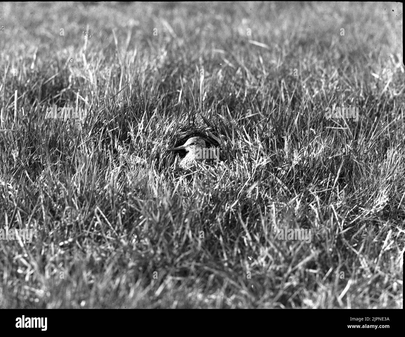 Red legs beak hi-res stock photography and images - Alamy