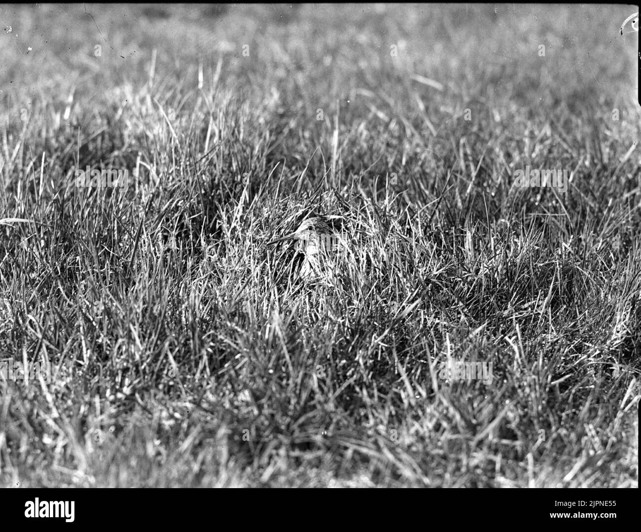 Legs in red Black and White Stock Photos & Images - Alamy
