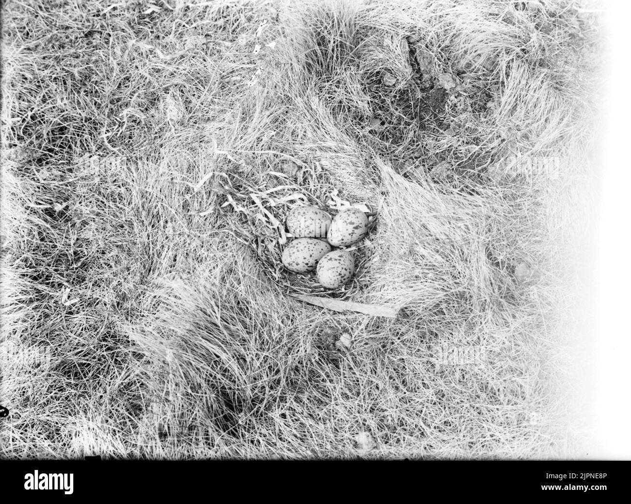 Stay of cutting spot Bo av skärfläcka Stock Photo - Alamy