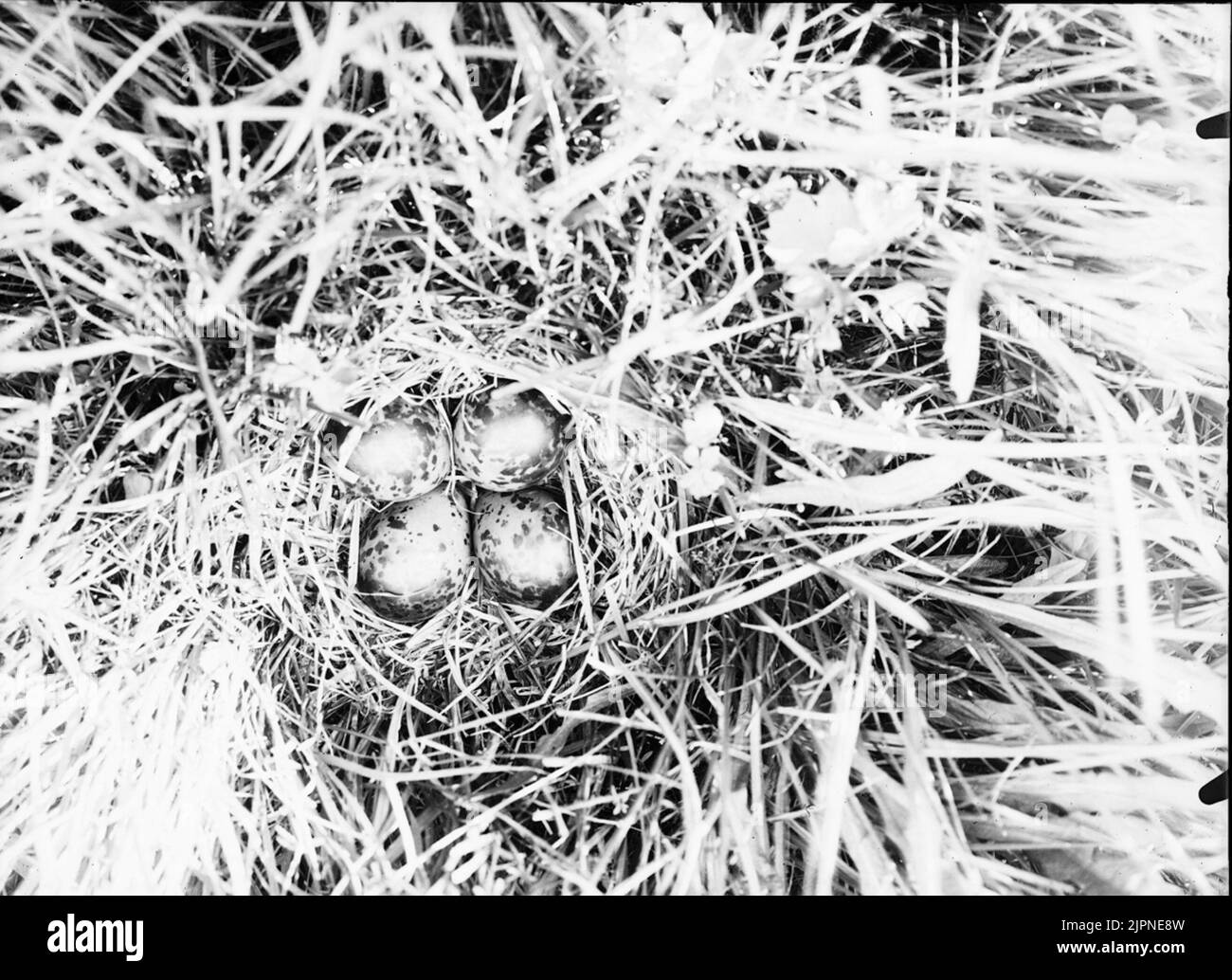 Stay by brushane Bo av brushane Stock Photo - Alamy