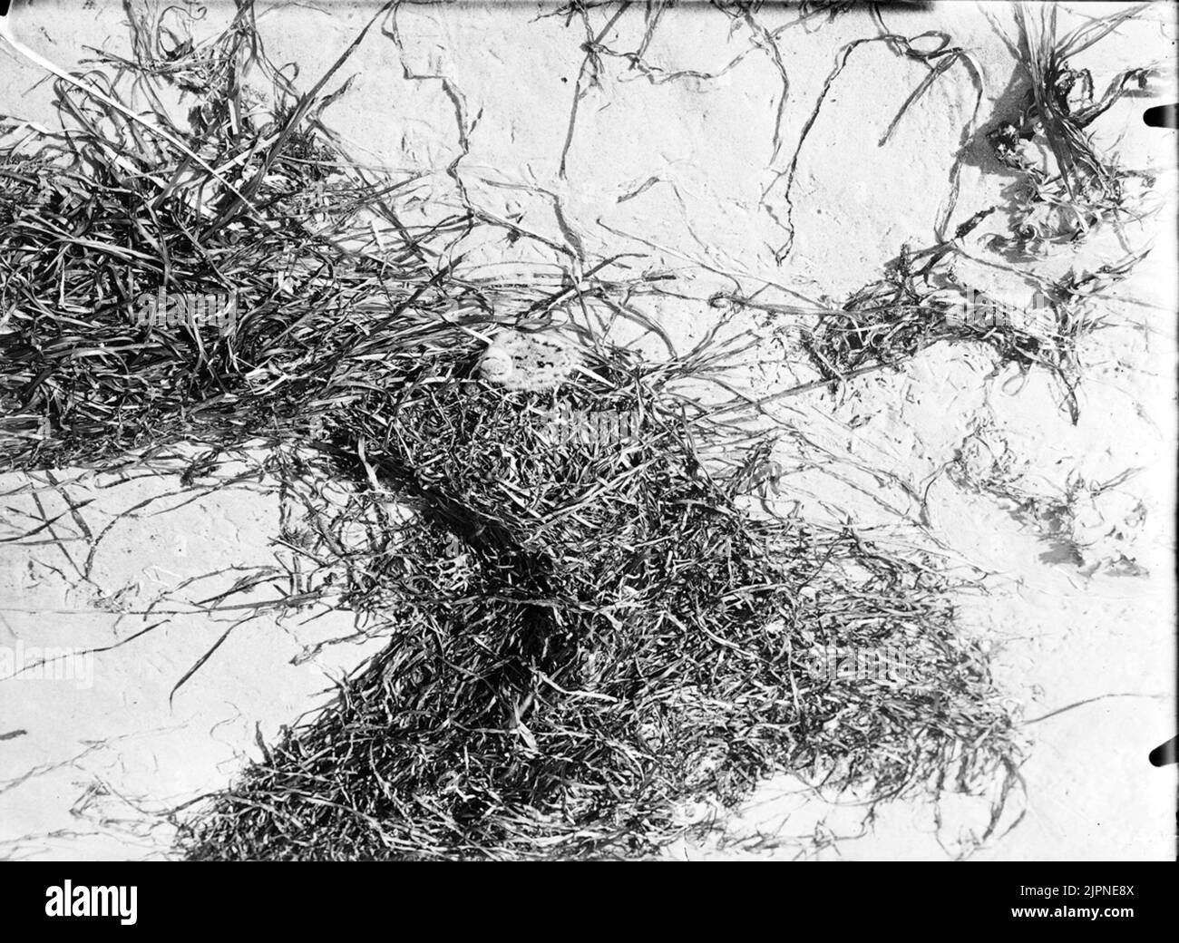 Stay of cutting spot Bo av skärfläcka Stock Photo - Alamy