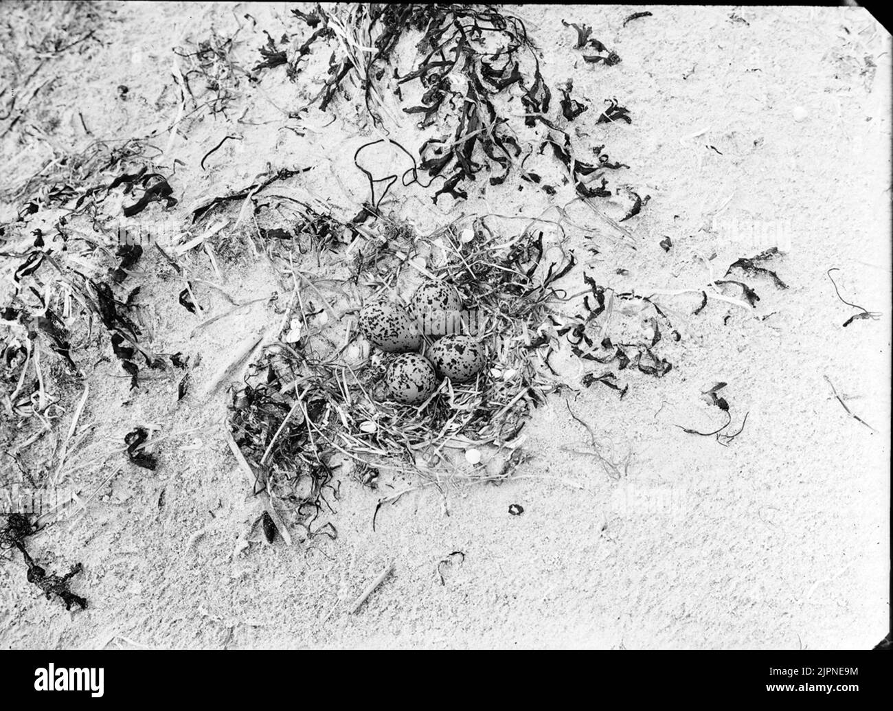 Stay of cutting spot Bo av skärfläcka Stock Photo - Alamy