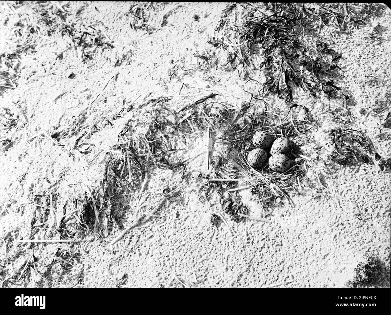 Stay of cutting spot Bo av skärfläcka Stock Photo - Alamy