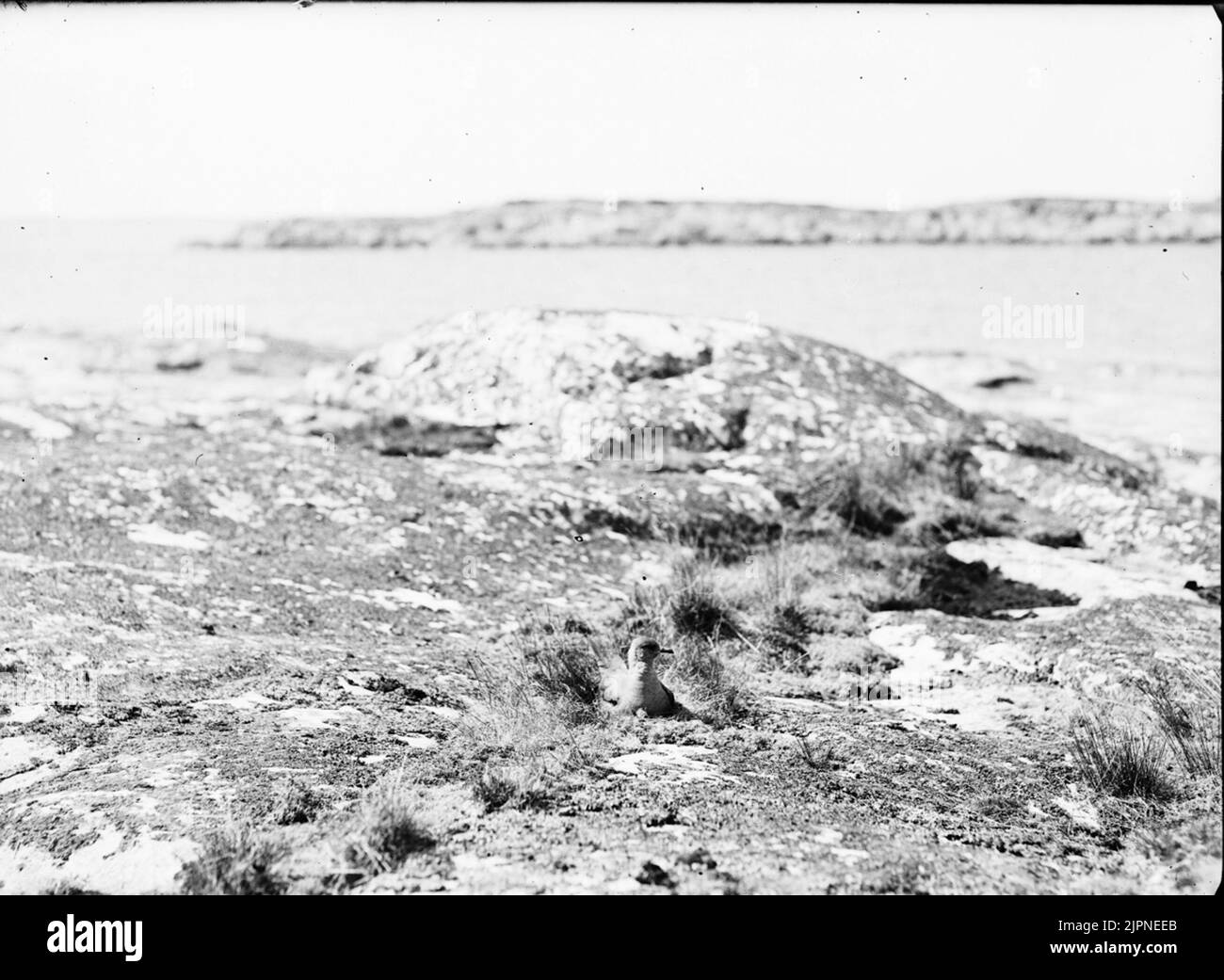 Regular lab in nest Vanliga labben i bo Stock Photo - Alamy