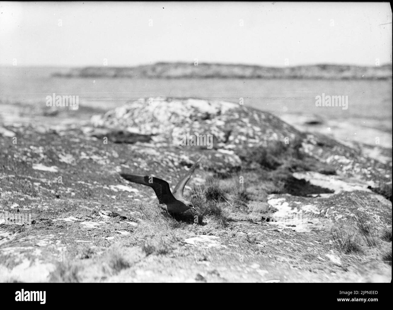 The lab has struck at the nest Labben har slagit till vid boet Stock ...