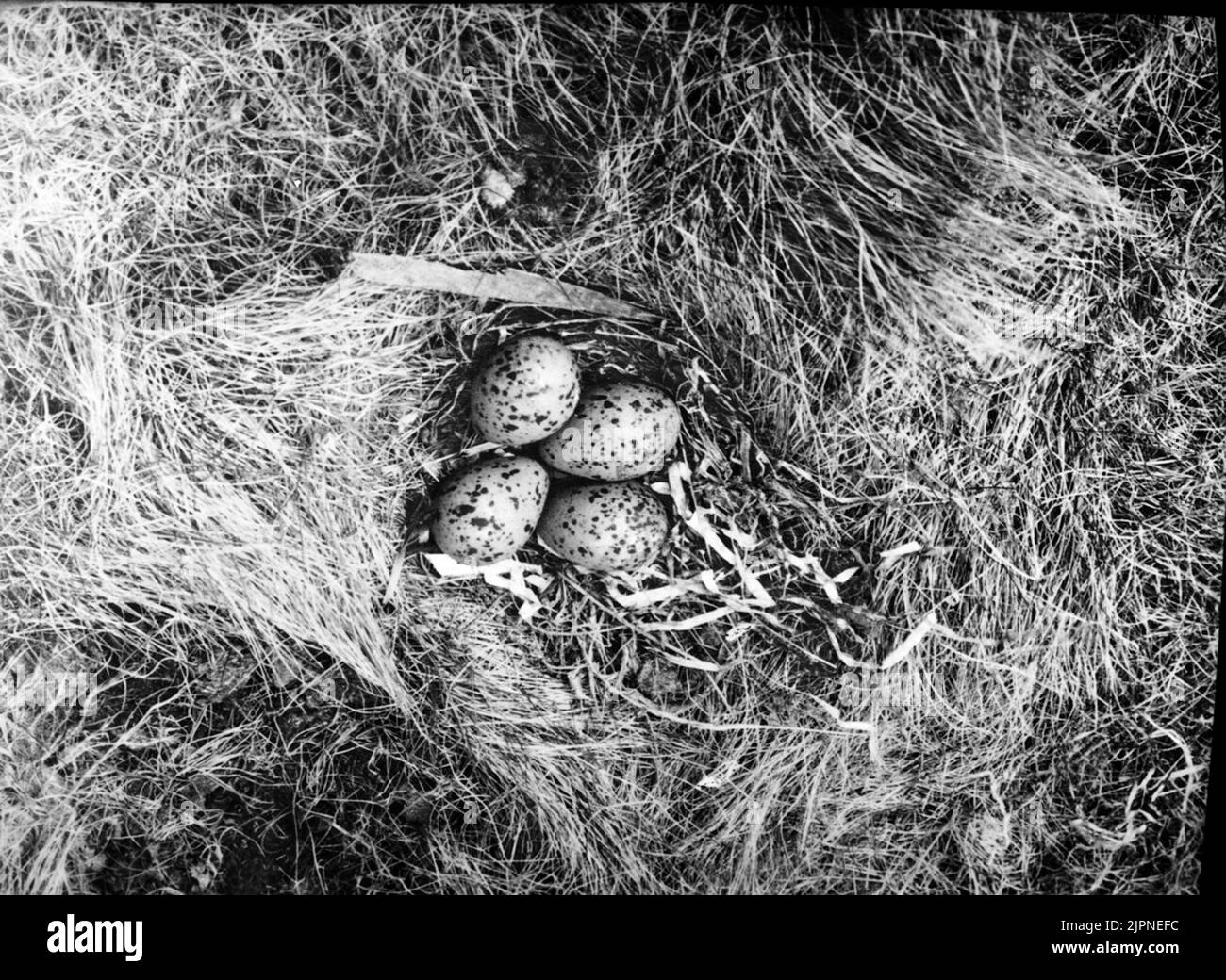 Stay of cutting spot Bo av skärfläcka Stock Photo - Alamy