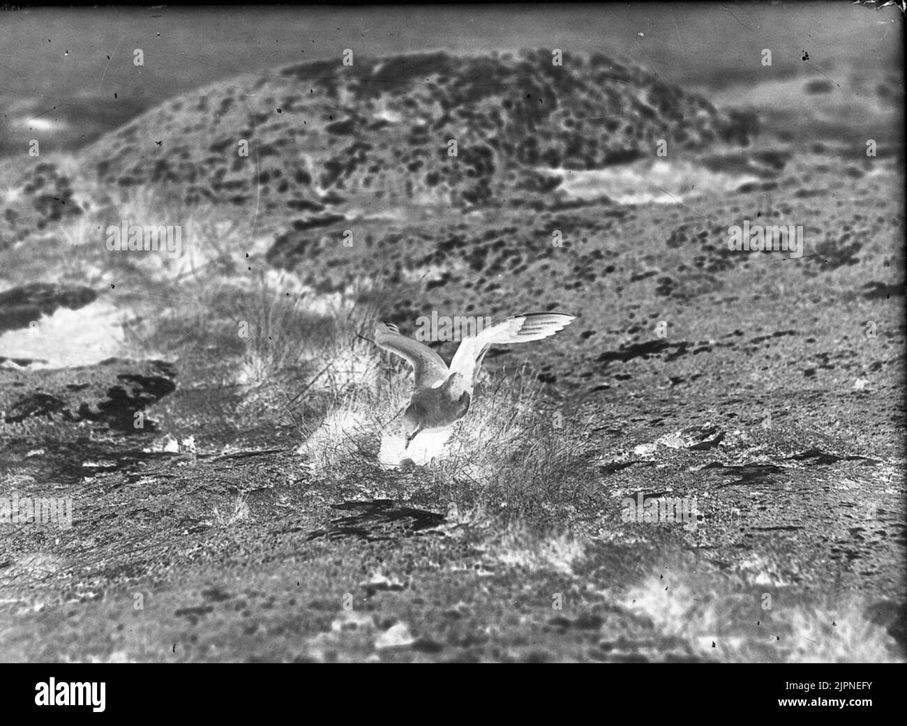 Vanliga hi-res stock photography and images - Alamy