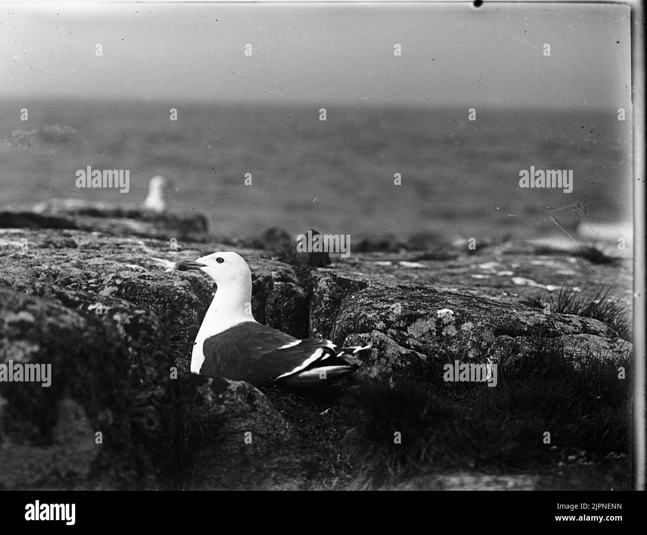 Sea strut, the female roasts Havstrut, honan ruvar Stock Photo - Alamy