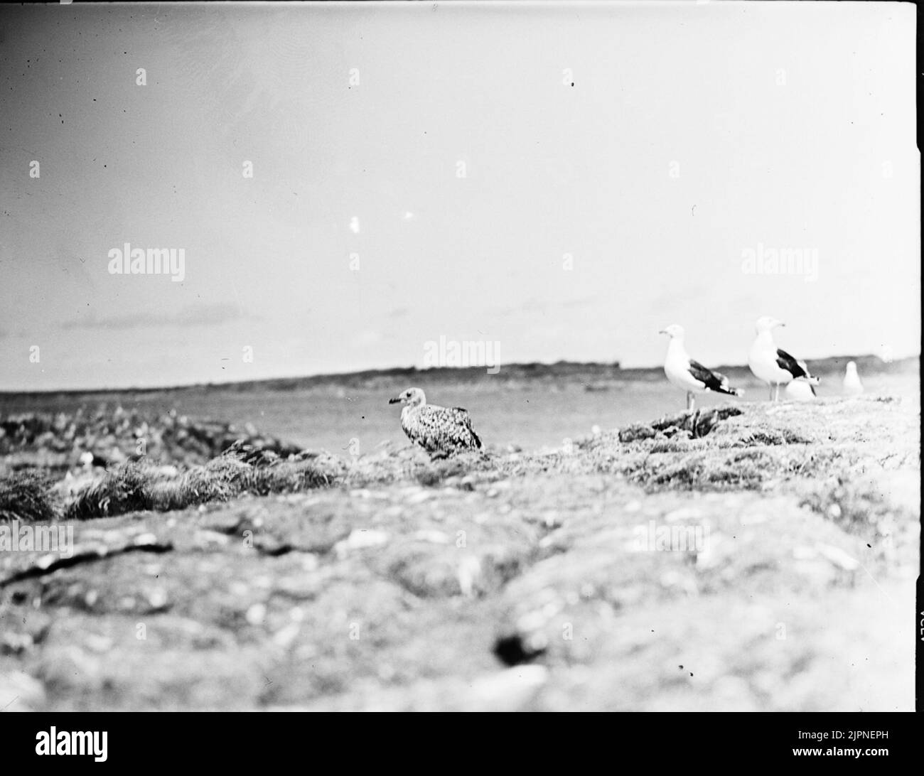 Sea life classification Black and White Stock Photos & Images - Alamy