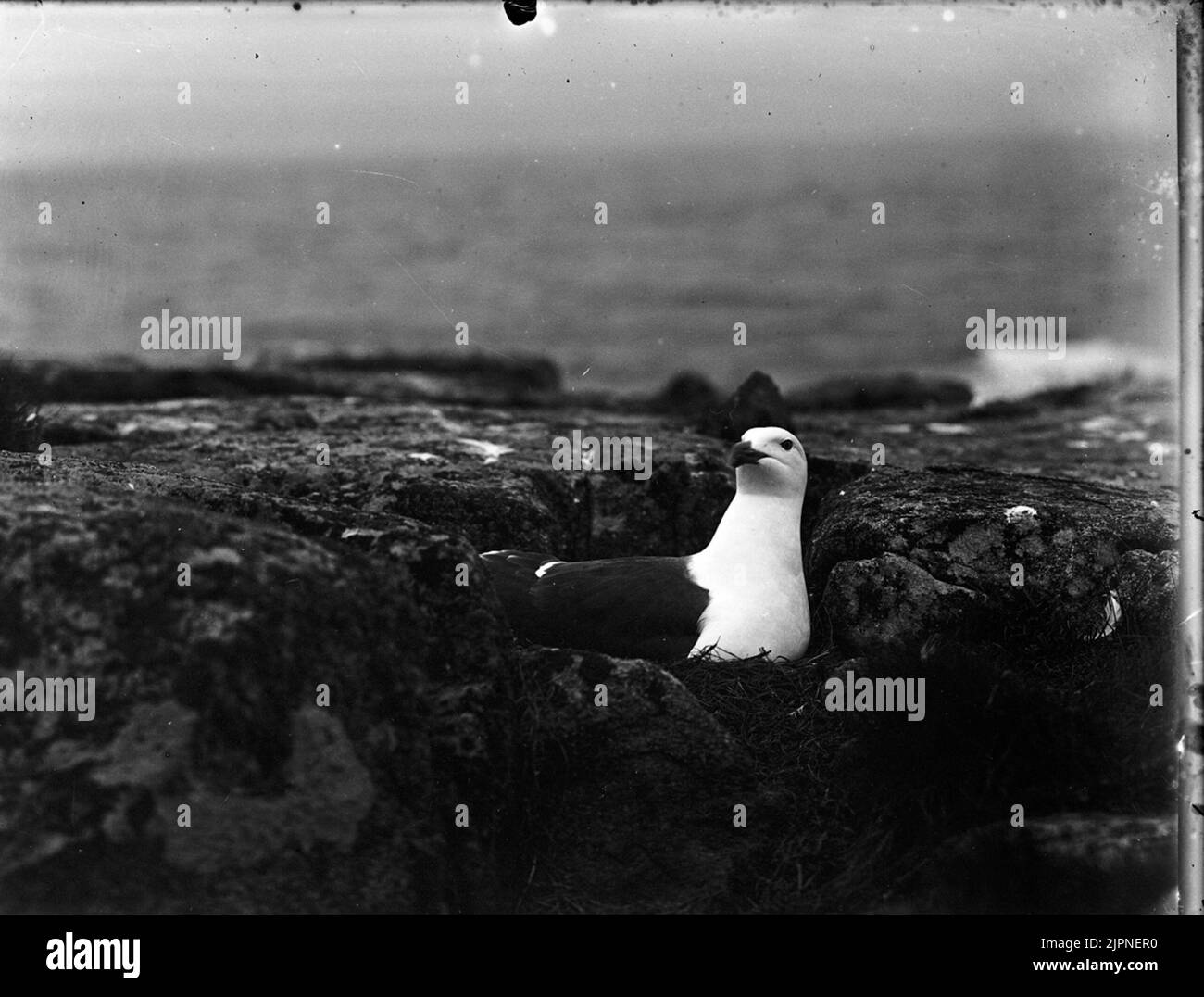 Sea strut, the female roasts Havstrut, honan ruvar Stock Photo - Alamy