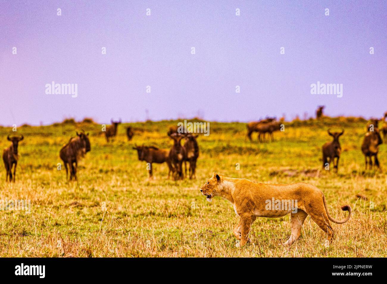 The lion is a large cat of the genus Panthera, native to Africa and ...
