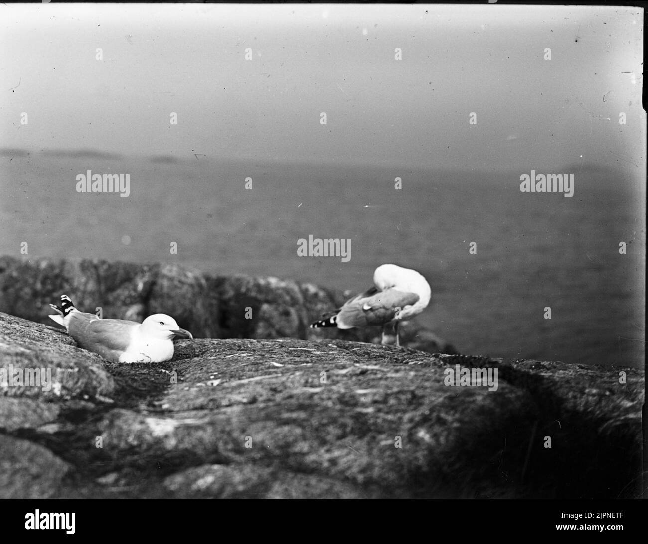 Sea strut, the female roasts Havstrut, honan ruvar Stock Photo - Alamy