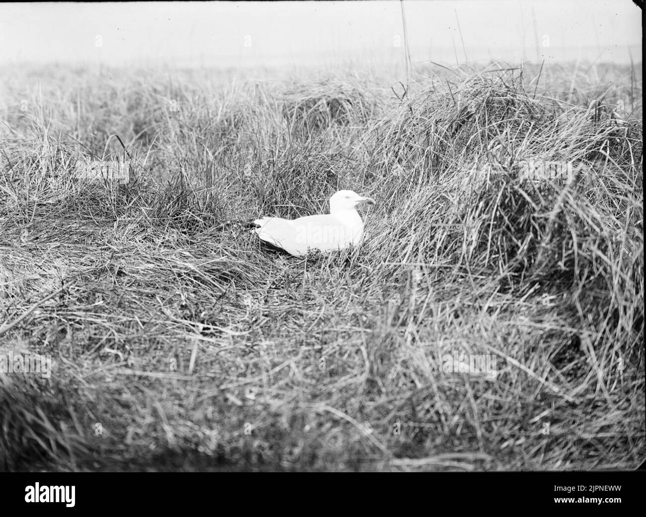 Roughening hi-res stock photography and images - Alamy