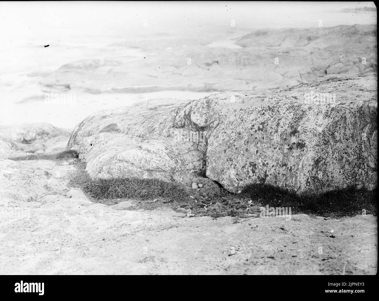 Stay of gray route Bo av gråtrut Stock Photo - Alamy