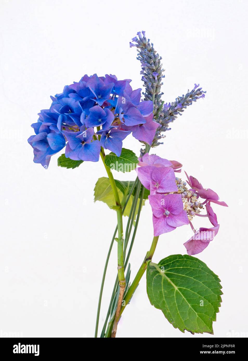 A still life of colourful Hydrangea flowers and Lavender against a ...
