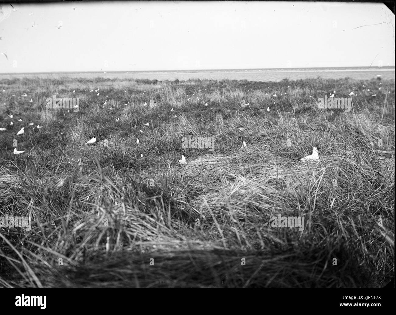 Inland gulls Black and White Stock Photos & Images - Alamy