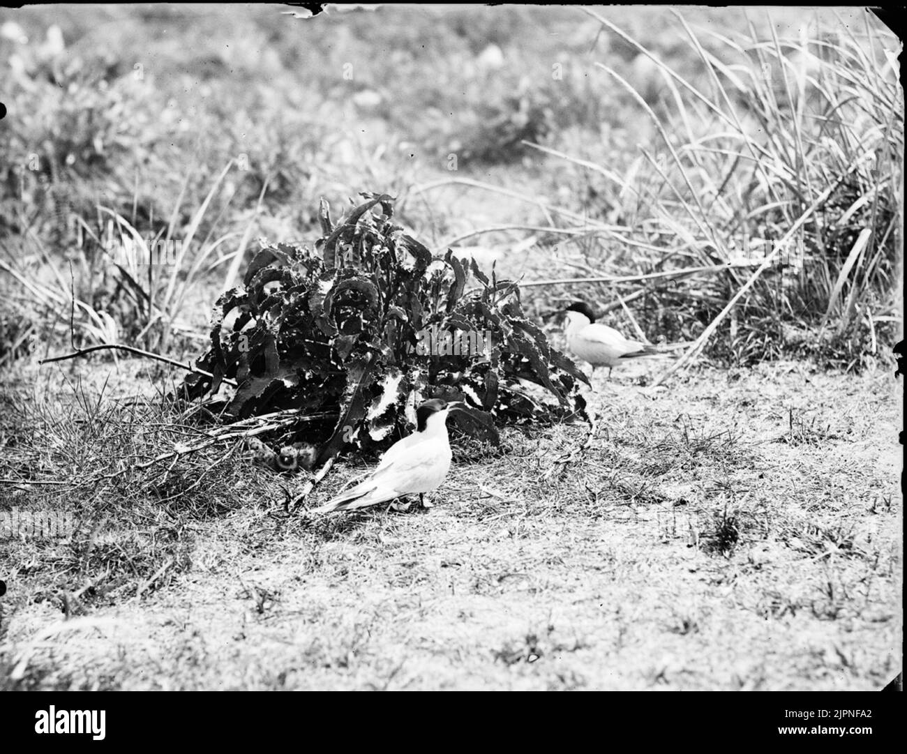 Use screaming protection Black and White Stock Photos & Images - Alamy
