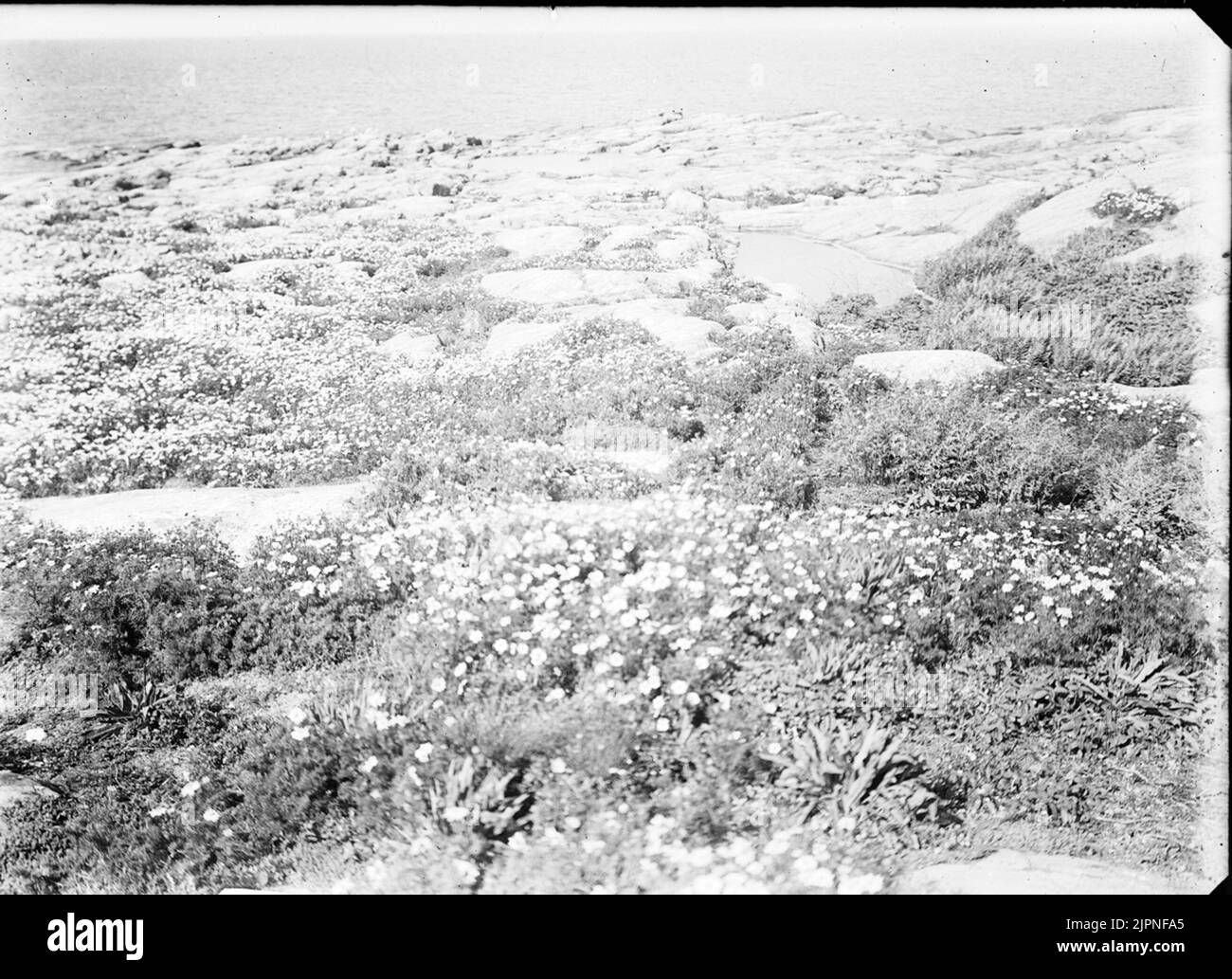 Biotop Black and White Stock Photos & Images - Alamy