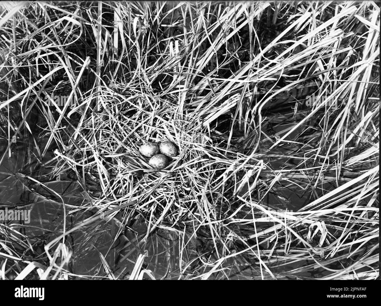 Animal ecosystem lake Black and White Stock Photos & Images - Alamy