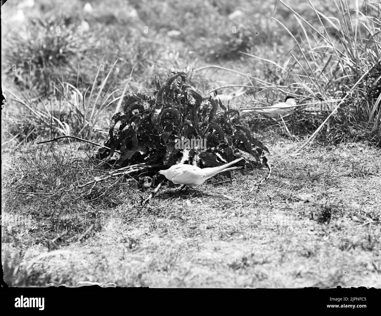 Use screaming protection Black and White Stock Photos & Images - Alamy