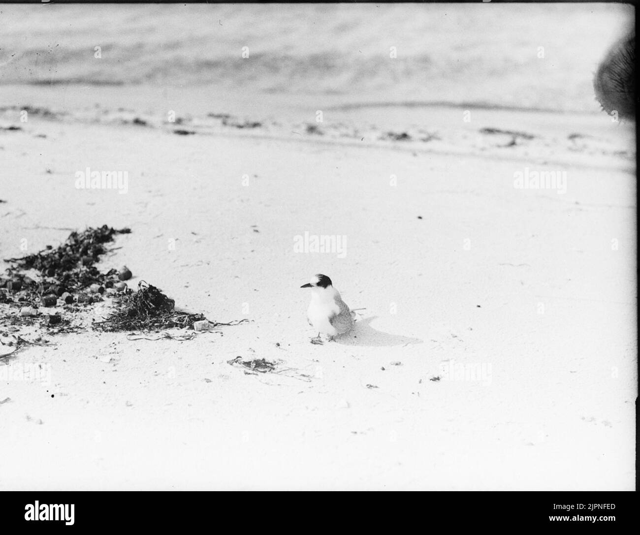 Silver tern Silvertärna Stock Photo - Alamy