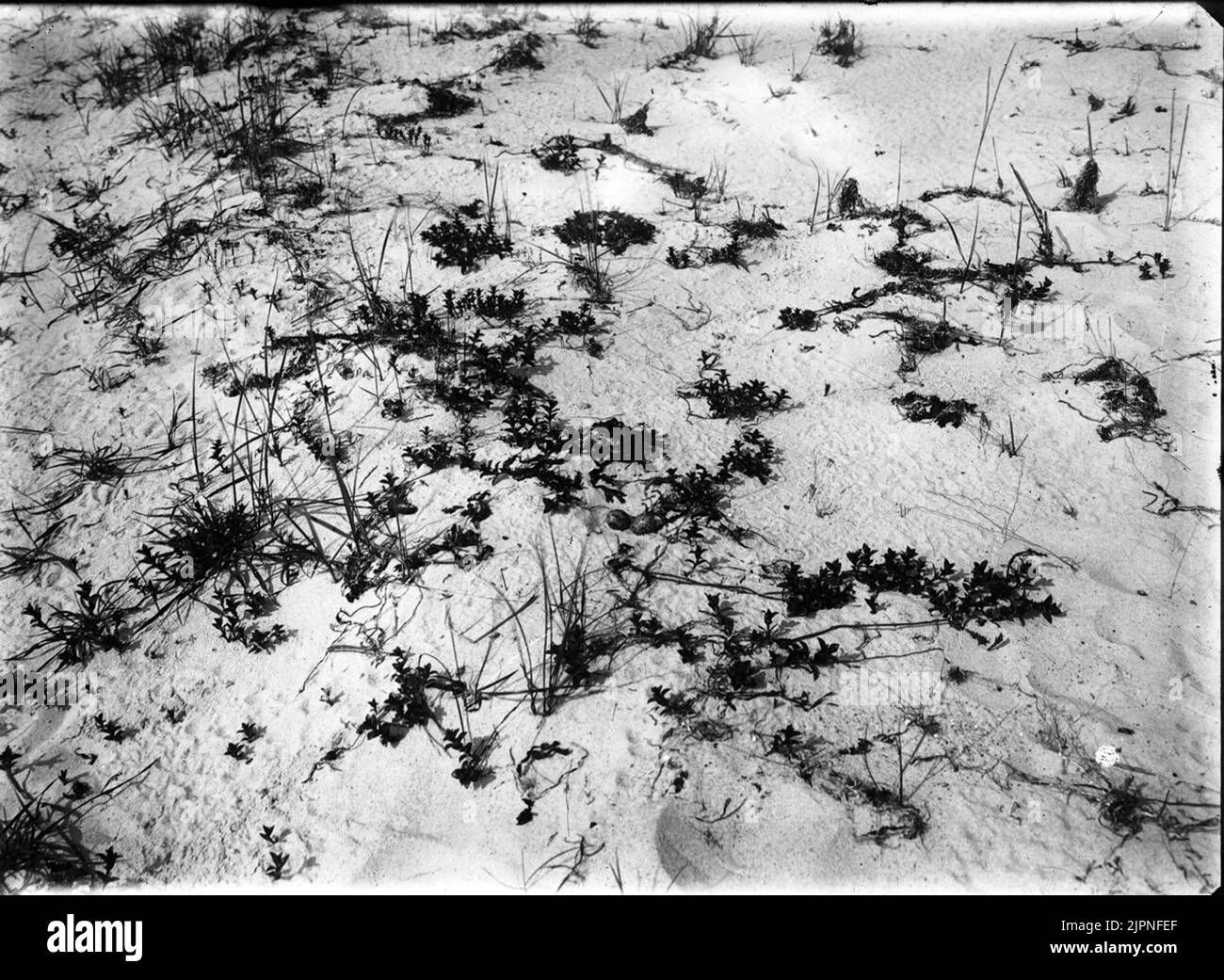 Stay of silver tern Bo av silvertärna Stock Photo - Alamy