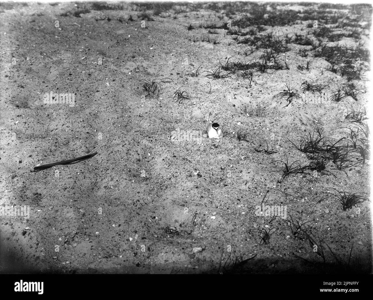 Eggs in nest small Black and White Stock Photos & Images - Alamy