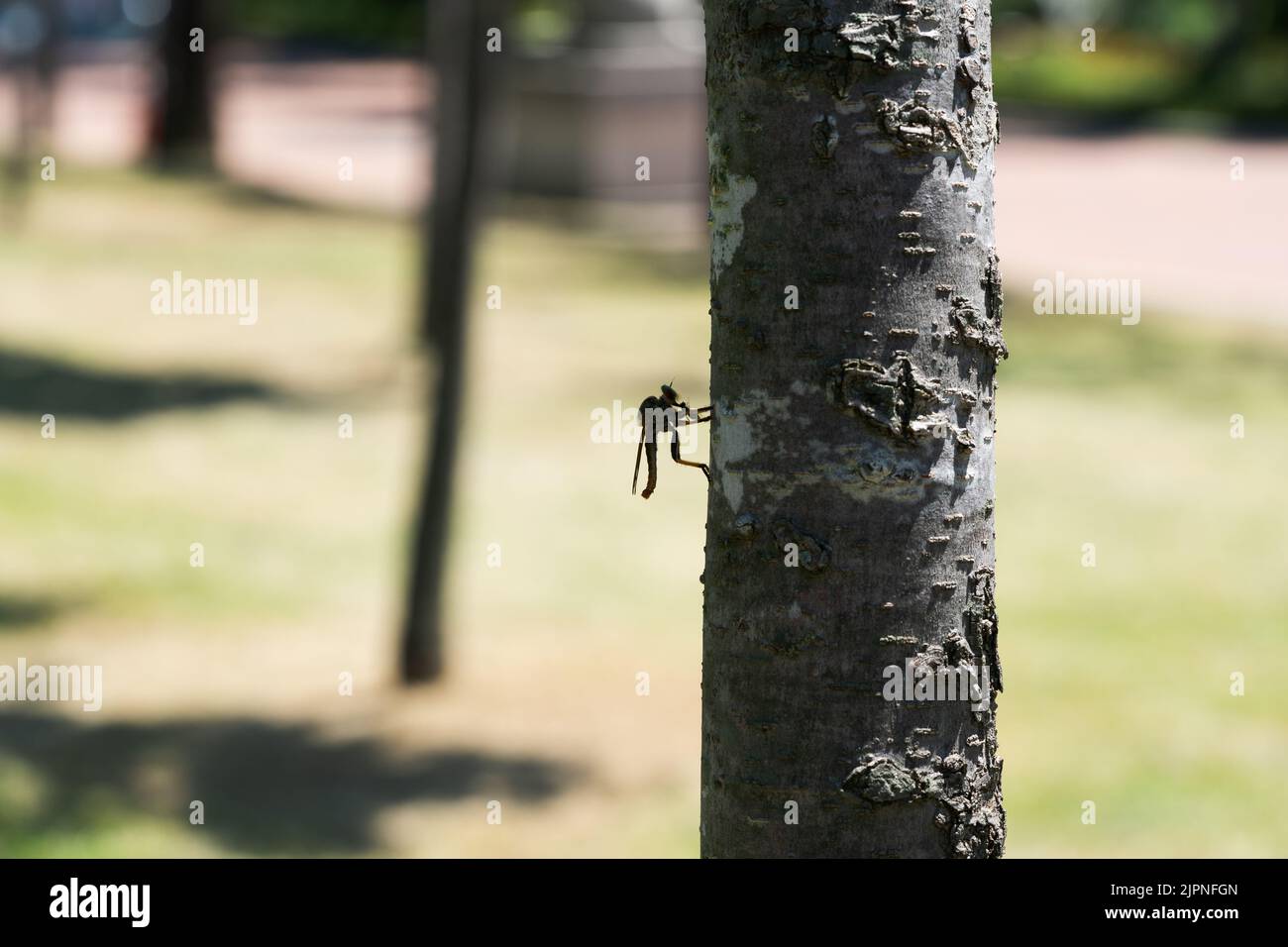 Preying fly hi-res stock photography and images - Alamy