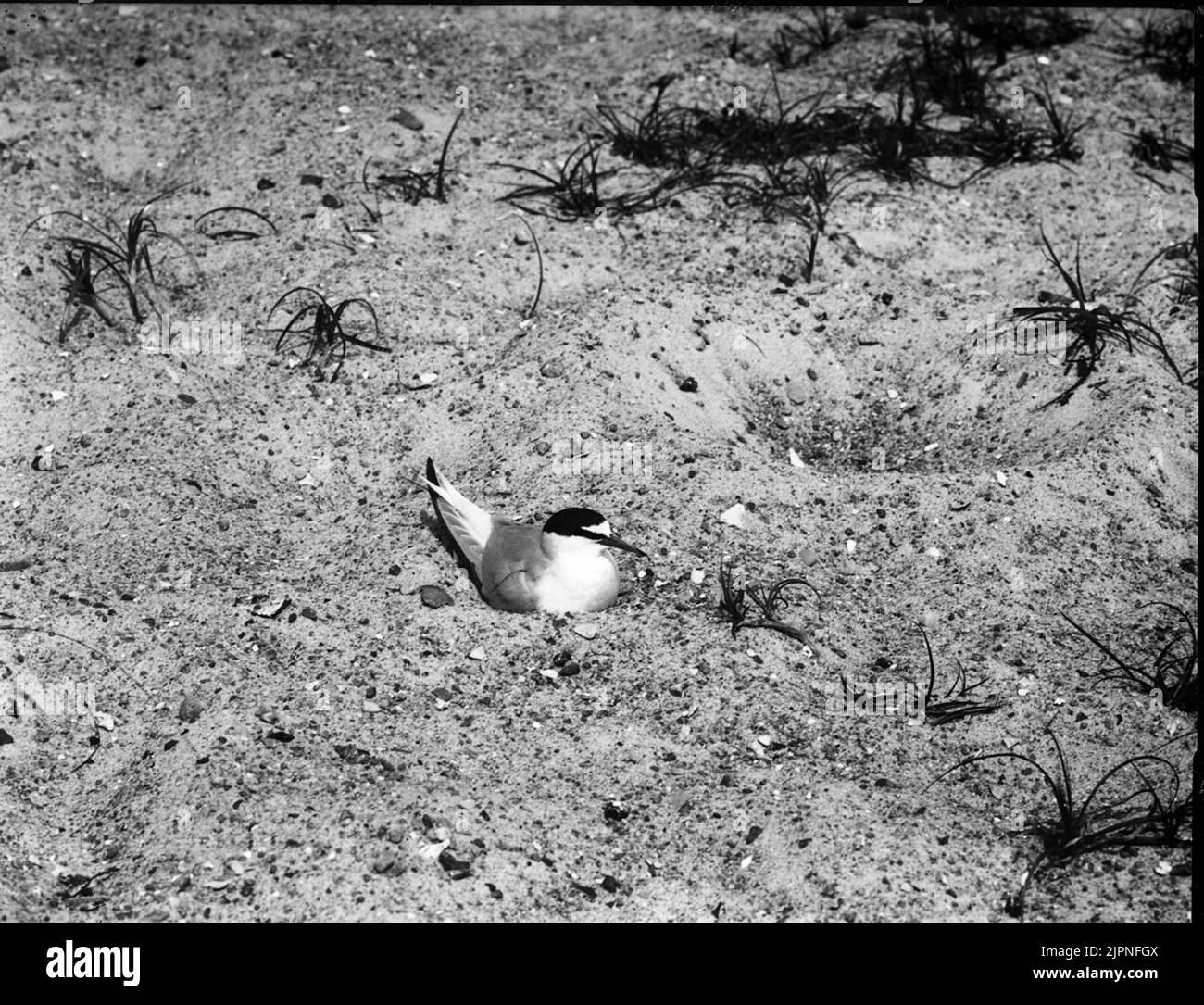 Small pointed Black and White Stock Photos & Images - Alamy