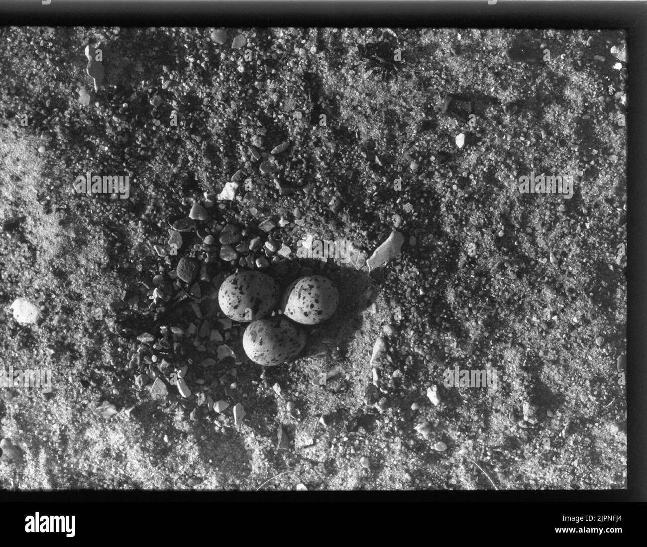 Fieldwork in zoology Black and White Stock Photos & Images - Alamy