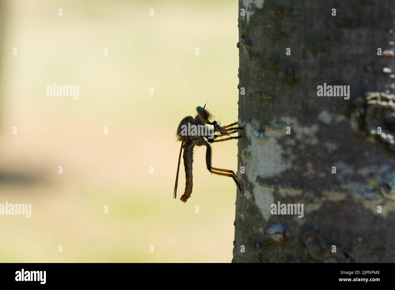 Preying fly hi-res stock photography and images - Alamy