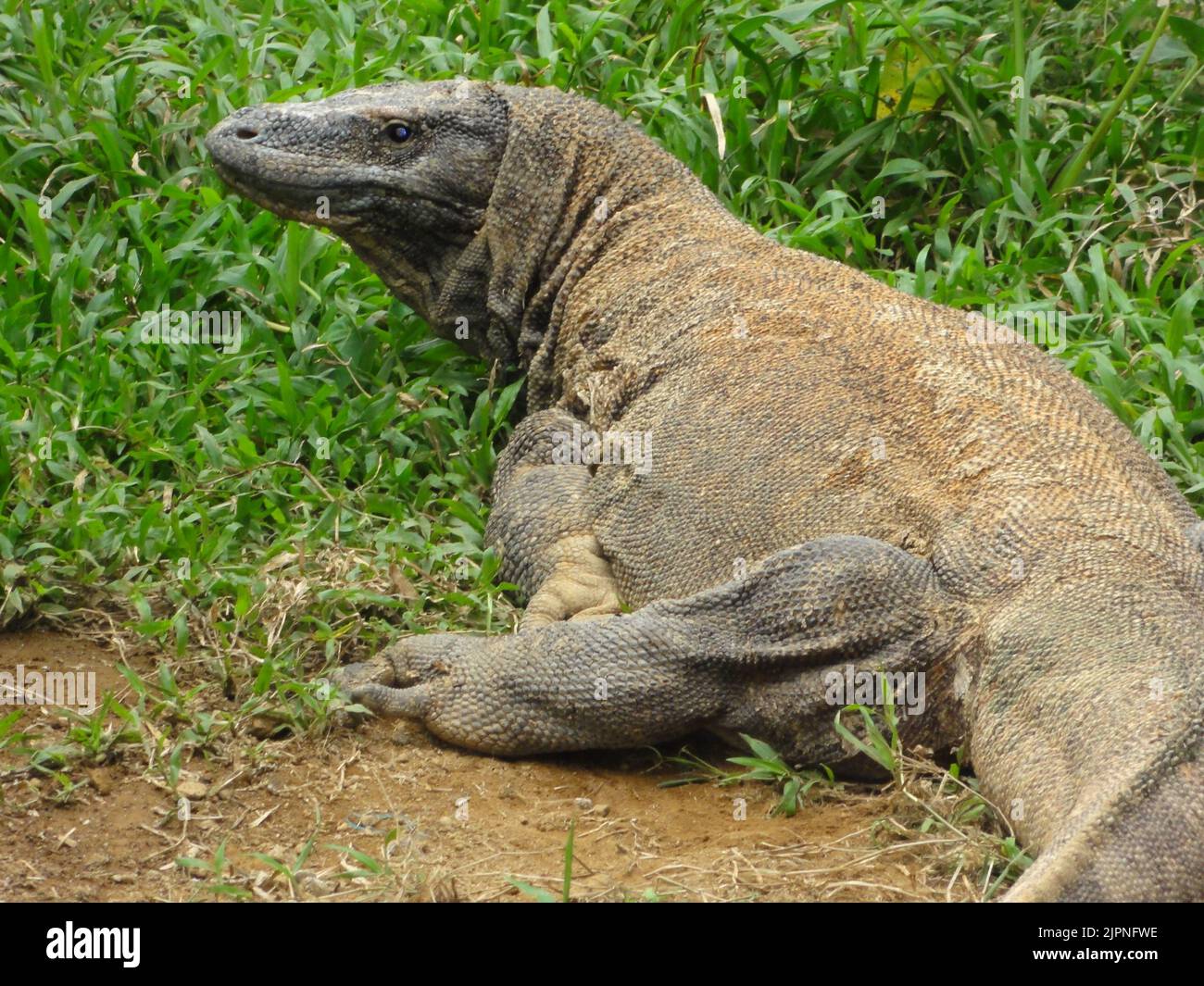 A clsoeup of a Komodo dragon lizard against green grass background ...